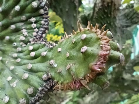 開箱評測小米 Redmi Note Pro G 係旗艦殺手OIS 三鏡大底相機影相實力公開 ePrice HK