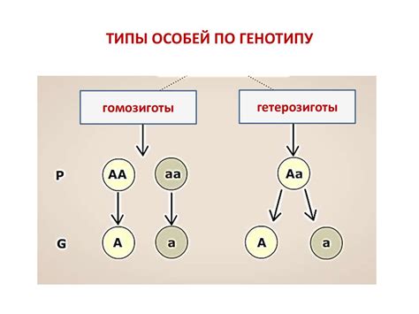 Основы учения о наследственности и изменчивости Законы генетики презентация онлайн