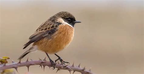 Why Does The North American Bird Sounds Like Laughing The Worlds
