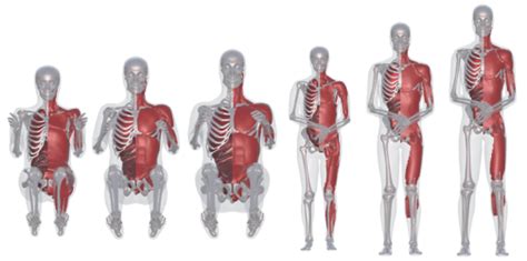 Human Body Models For Biomechanical R D