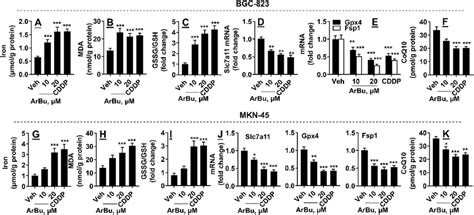 Arbu Treatment Caused Ferroptosis In Bgc 823 And Mkn 45 Cells Bgc 823