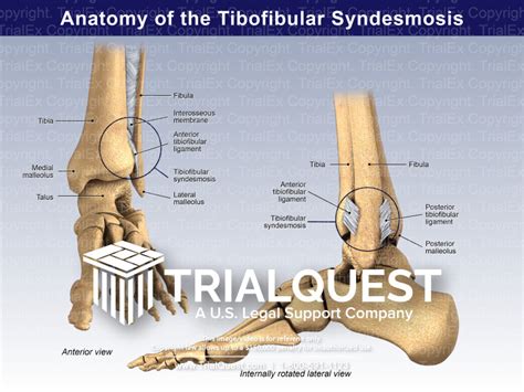 Anatomy Of The Tibofibular Syndesmosis Trialexhibits Inc