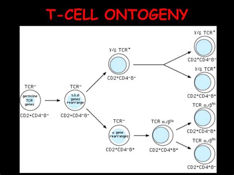 Ppt T Cell Receptor Powerpoint Presentation Free Download Id4752004