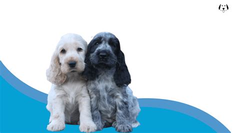 English Cocker Spaniel Breed Vip Puppies Top Rated National® Puppy