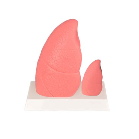 Healthy And Smokers Lung Model Small And Large Size