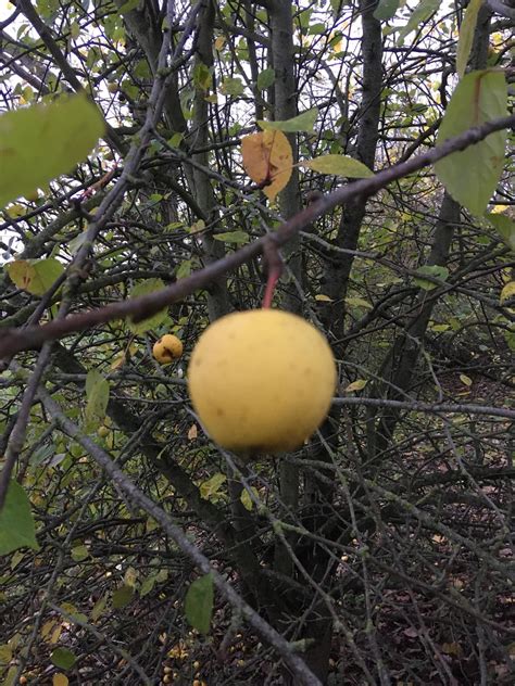 Id I Think Theyre Apples But Theyre Different From The Other Apples Ive Picked This Year