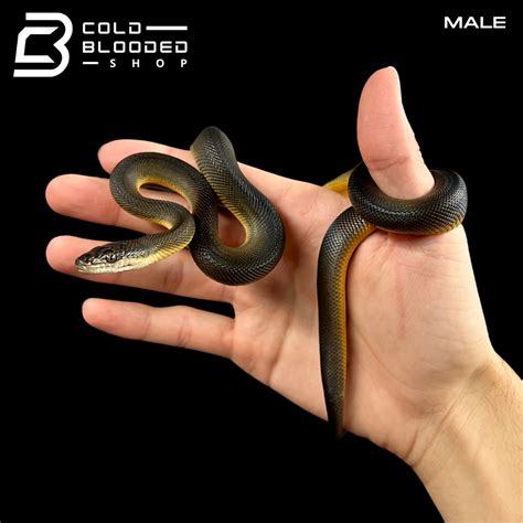 Pair Of Juvenile Water Pythons Liasis Fuscus