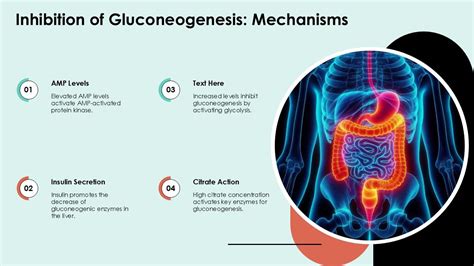 Gluconeogenesis Regulatory Enzymes Ppt Guidelines Acp Ppt Example