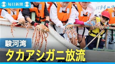 戸田でタカアシガニ放流 駿河湾の深海魚漁拠点 YouTube