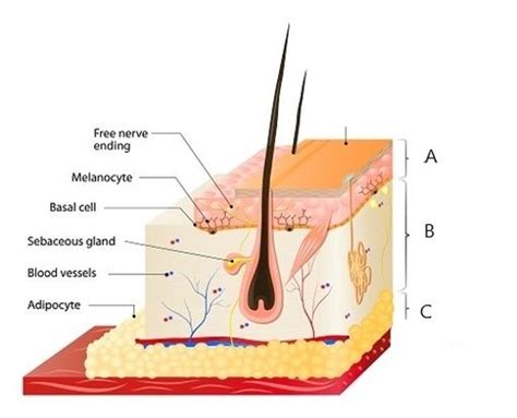 Integumentary System Exam Flashcards Quizlet