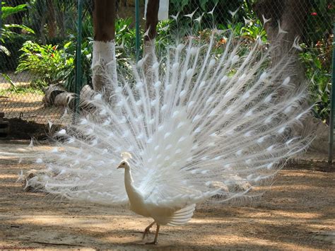 Indian National Bird Peacock Free Wallpapers Everything 4u