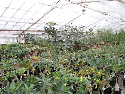 Зимовка Адениумов Raritet Plants