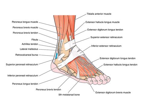 Peroneal Tendonitis Causes Symptoms And Treatment Healthguidance