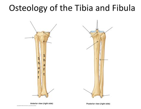Osteology Of The Tibia And Fibula Diagram Quizlet