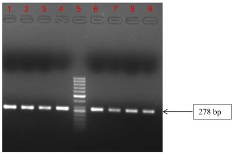 Antimicrobial Resistance And Major Virulence Gene Detection In Methicillin Resistant