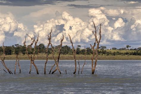 Dead Trees With Bare Branches And Bark Standing Upright In The Water Stock Image Image Of