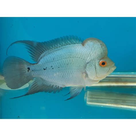 My Tanklife Flowerhorn Thai Silk 8cm