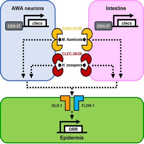 Paired C Type Lectin Receptors Mediate Specific Recognition Of