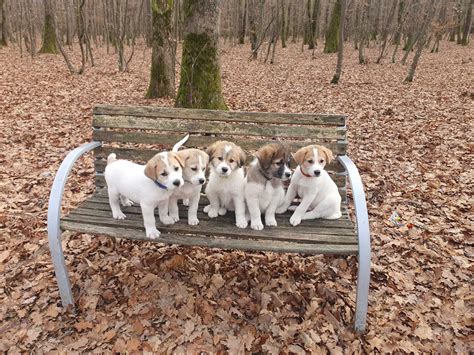 Donez Cățeluși Pentru Drumețit Bistrita • Olxro