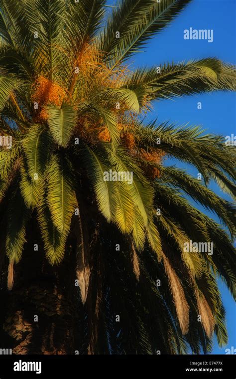 Canary Island Date Palm Stock Photo Alamy