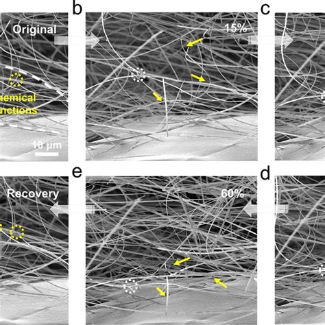 In Situ Observation Of The Microstructure Evolution During The Loading