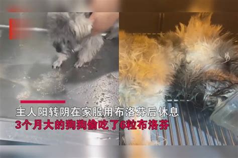 3月大狗崽误食大量布洛芬抢救后多器官衰竭离世医生回应