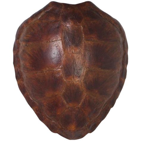 Faux Green Turtle Shell At 1stdibs
