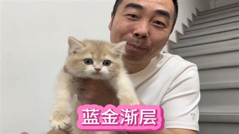 今天看一只12色蓝金渐层 Youtube