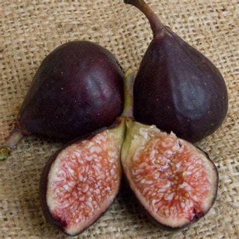 Fig ต้นมะเดื่อฝรั่ง พันธุ์ Violet De Bordeaux วีดีบี อร่อยมาก ต้น