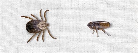 Fleas Vs Ticks How Do I Tell The Difference Moxie Pest Control