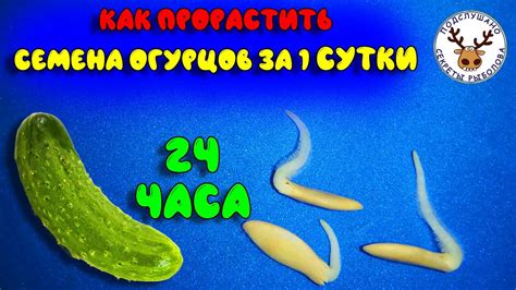 Как прорастить семена огурцов ЗА 1 СУТКИ 👍 100% результат за 24 часа 👍 ...