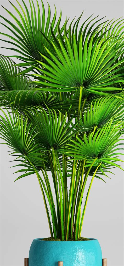 야자수 3d 모델 6 Unknown Max Fbx Obj Free3d