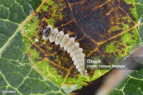Pear Leaf Blister Moth Also Known As Pear Leaf Miner Leucoptera