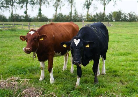 BVD Biology BVDFree New Zealand