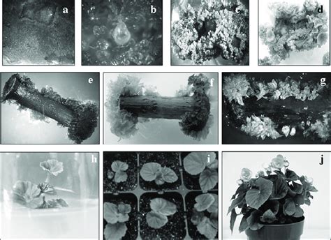 Different Stages Of Shoot Bud Induction And Plantlet Regeneration From