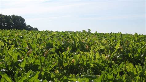 Genetically Modified Sugar Beet Ban Threatens Red River Valley Farmers
