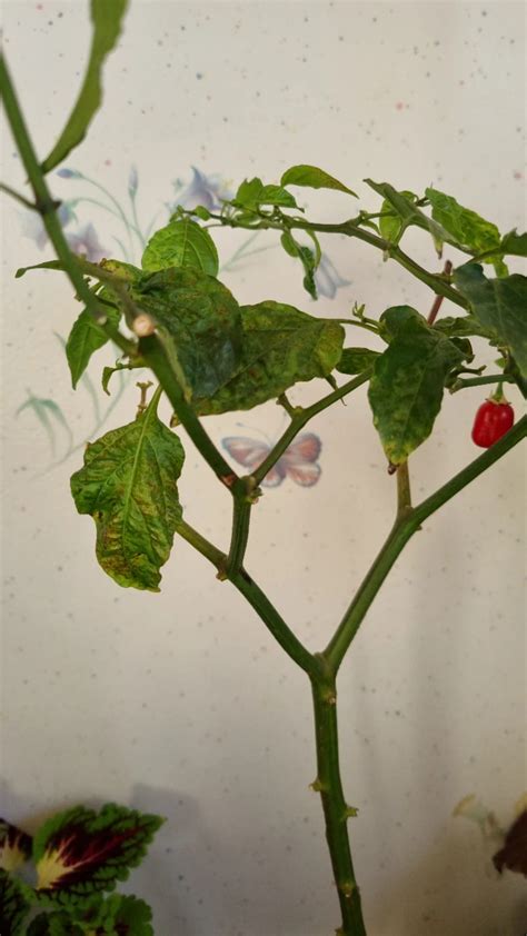 How To Treat Leaf Rot Disease On Pepper
