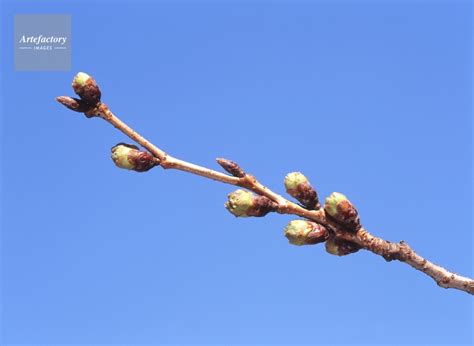 ソメイヨシノ・つぼみ