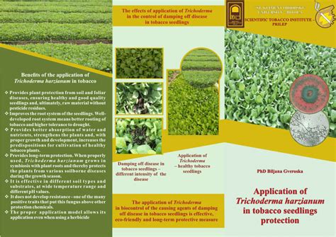 Pdf Application Of Trichoderma Harzianum In Tobacco Seedlings Protection