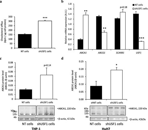 Usf1 Deficiency Alleviates Inflammation Enhances Cholesterol Efflux