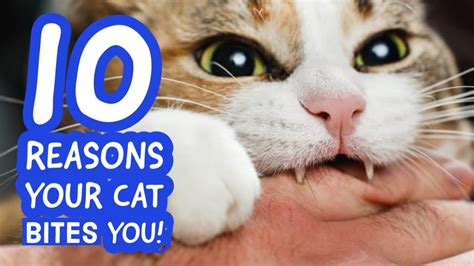 What Does It Mean When Your Cat Bites Your Ankles At Stacie Bertram Blog