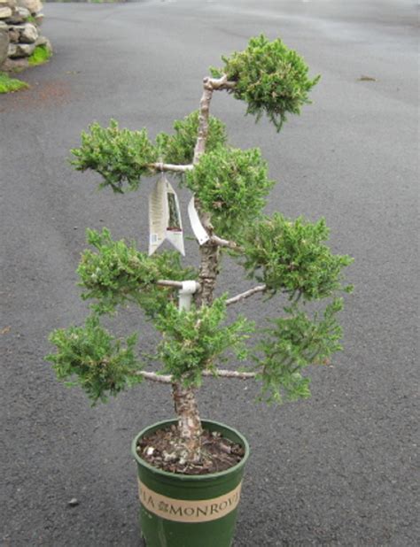 Juniper ‘san Jose Pom Pom Hickory Hollow Nursery And Garden Center