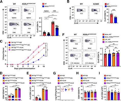 Distinct Rorγt Dependent Th17 Immune Responses Are Required For Autoimmune Pathogenesis And