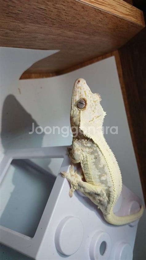 릴리화이트 암컷 중고나라 카페에서 운영하는 공식 사이트