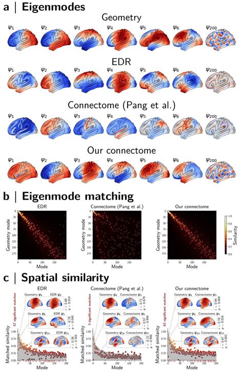 spatial comparison of geometric and connectome eigenmodes a cortical