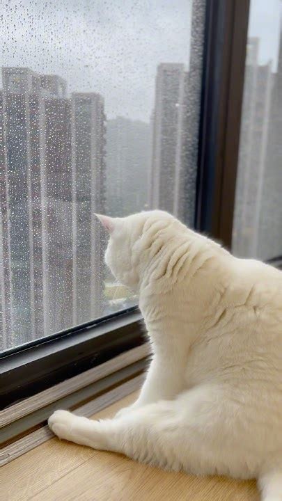 【喵呜🐱】下雨的快乐shorts Cat Rain 猫貓咪 Youtube