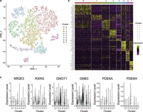 Single Cell Rna Sequencing Of Generated Cells A Tsne Plot Shows The