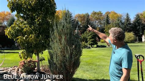 Regretting My Juniper Planting Location Time To Transplant Youtube