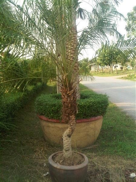 สิบสองปันนา Dwarf Date Palm โดย Pramotefarm