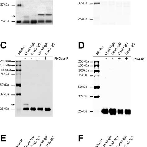 Schematic Representation Of Igg Molecular Structure Including The Download Scientific Diagram